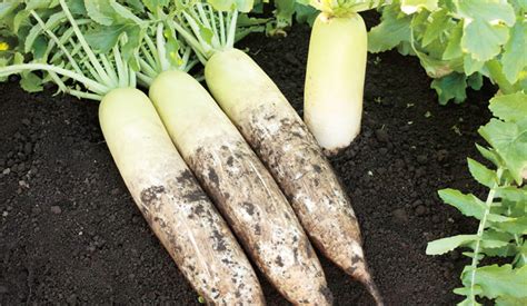 ブリーダーに聞きました ダイコン「冬自慢」｜特集｜読みもの｜サカタのタネ 家庭菜園・園芸情報サイト 園芸通信
