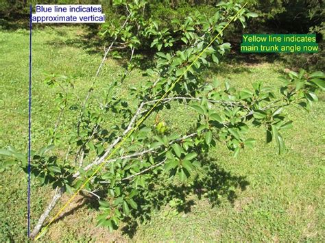How To Straighten A Bent Tree