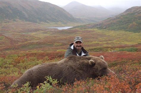 Southwest Alaskan Brown Bear