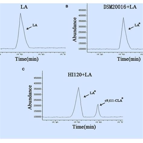 Morphological Characteristics And Observations Of Lactobacillus