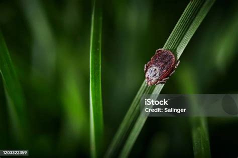 또한 화려한 암소 진드기로 알려진 피부 망막 화려한 개 진드기 초원 진드기와 습지 진드기 흰색 배경에 고립 클로즈업 0명에 대한