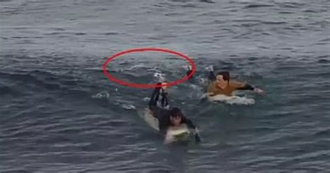 Brave Surfer Survives Shark Attack By Punching Killer Animal In The