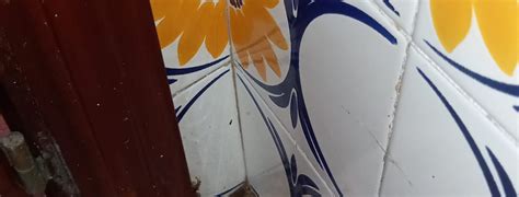 Tratamiento De Plaga Importante De Cucarachas Germánicas En Una Casa