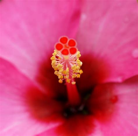 Nikon D200 Micro Nikkor Ai 55mm 135 Imagingpixel