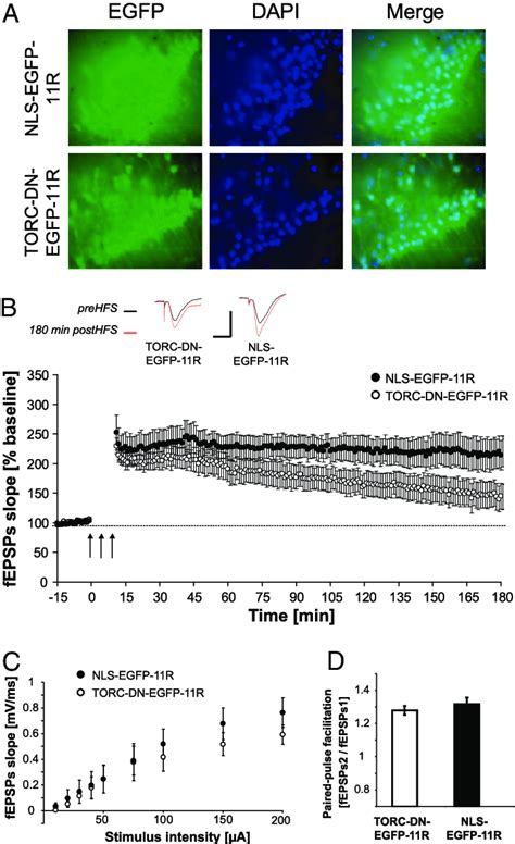 Torc1 Is Involved In L Ltp Maintenance In The Schaffer Collateral Ca1