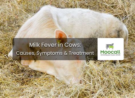 Milk Fever In Cows Causes Symptoms And Treatment
