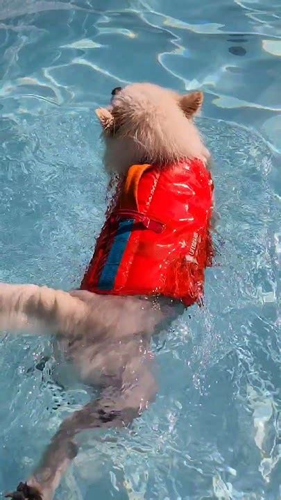 물 먹으려고 계속 다이빙 하는 강아지 스피츠코코 물피츠코코 강아지여름 강아지수영 강아지수영장 강아지 Pool Swimming Summer Youtube