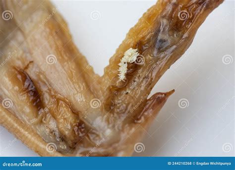 Eggs Fly On Food Dirty Food Not Hygienic Flies Egg House Fly Housefly Spread Germs Concepts