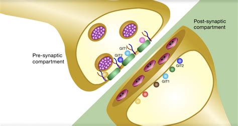 New Research Sheds Light On Neuronal Communication Max Planck Neuroscience