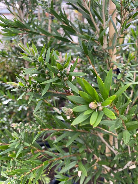 Callistemon Viminalis Macarthur Bottlebrush The Curious Gardener