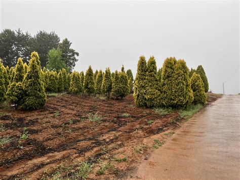키카 큰 황금측백나무