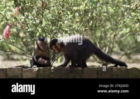 Monkey Learning Stock Videos And Footage Hd And 4k Video Clips Alamy