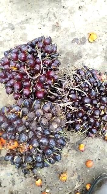 Grading Of Ffb Object Detection Dataset And Pre Trained Model By Syamimiysf