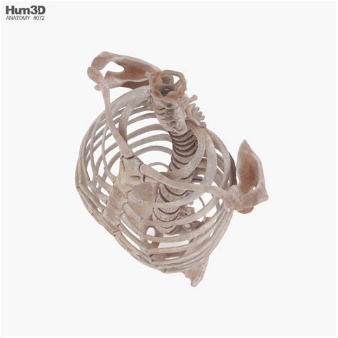 Spinal Fixation System 3d Model Download Human Skeleton On