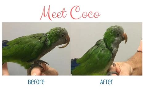 How To Prevent A Birds Beak From Becoming Overgrown Parrotjoy Natural Bird Toys