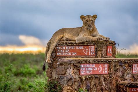 Nairobi National Park Tour Travel Buddies