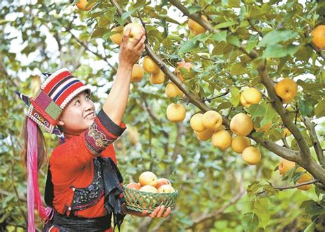 泸西梨热销省内外 最新资讯 云南季