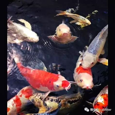 戶外錦鯉魚池的深度 每日頭條