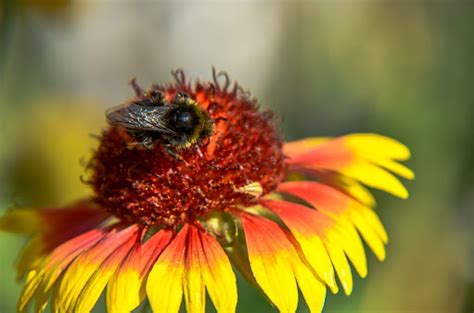 Rudbeckia 검은 수잔의 노란색과 오렌지 꽃 머리에 비 0명에 대한 스톡 사진 및 기타 이미지 0명 개화기 계절
