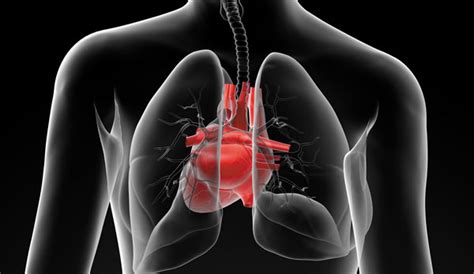 What You May Not Know About Your Heart Harvard Health
