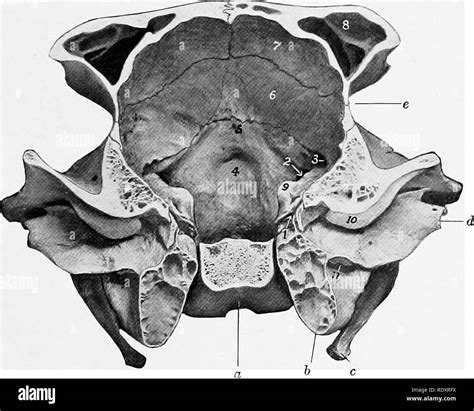 Crista Galli And Cribriform Plate