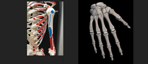Extensor Carpi Radialis Brevis Diagram Quizlet