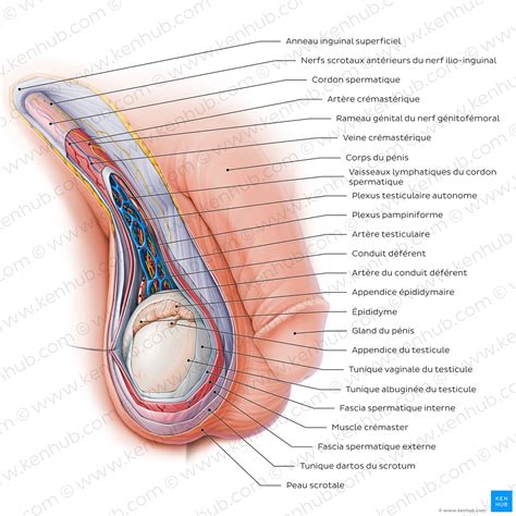Anatomie De La Poche En J Anatomie 250105 121300 Pdf