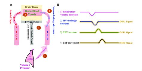The Respiration Model Of Csf Dynamics A Model Illustrating How A Download Scientific Diagram