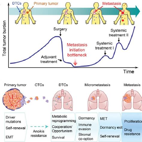 Clonal Cooperation In Metastasis A Representation Of Different