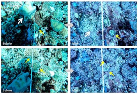 Coasts Free Full Text Video Transect Based Coral Demographic Investigation