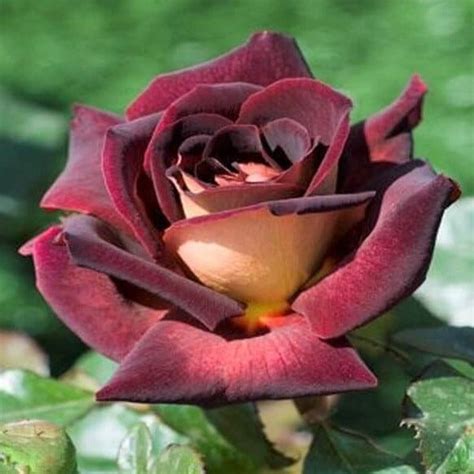 Eddy Mitchell ® Hybrid Tea Roses Garden Rose Bush Famous Roses World