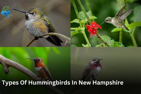 4 Types Of Hummingbirds In New Hampshire