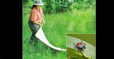 Най сигурният начин да проверите градината за кърлежи веднага