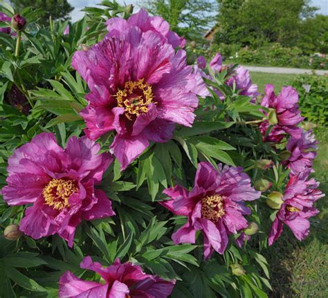Пион Монинг Лилак (Paeonia Morning Lilac) купить в Москве по низкой ...