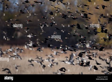 Flock Of Red Winged Blackbirds Agelaius Phoenicus At Bosque Del