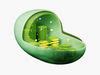 Chloroplast Cross Section Anatomy D Model Cgtrader