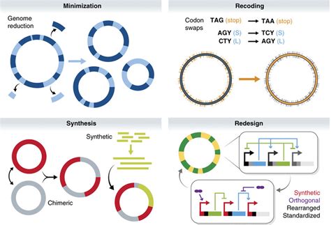 Toward The Construction Of A Flexibly Programmable Chassis Genome Download Scientific Diagram