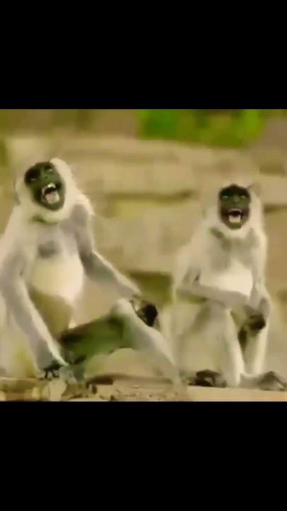 බටු ගෙඩිය 🥴😂💔 Funny Funnymeme Slmemereview Memes Comedy Jokes