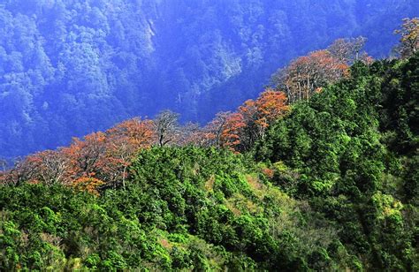 秋日金黃旅行宜蘭太平山 季節限定山毛櫸專車特色步道 欣傳媒XINMEDIA 最懂生活的咖