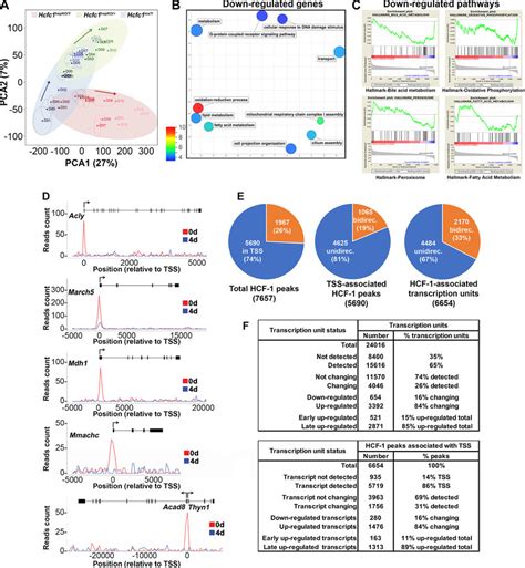Rna Seq And Chip Seq Analyses Of Control And Hcfc1 Hepkoy Male Livers