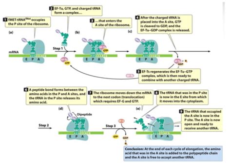 chpt 15 genetics flashcards quizlet