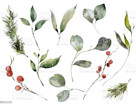 유칼립투스 잎 소나무 가지와 붉은 열매의 수채화 크리스마스 세트 흰색 배경에 격리된 겨울 식물을 손으로 그렸다 디자인 인쇄 직물 또는 배경에 대한 그림 0명에 대한 스톡