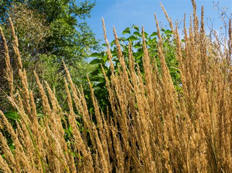 Indian Steel Grass — Corn Hill Nursery