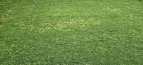 A Month Old Creeping Bentgrass Lawn What Could Have Caused This Yellowing Rlawncare