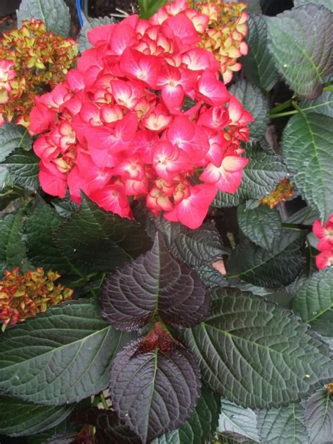 Hydrangea Tuxedo Red Aandj Garden Nursery