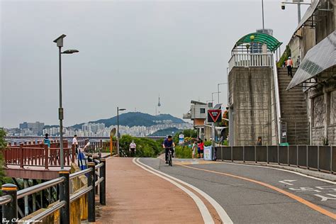 한강뚝섬유원지한강 뚝섬공원 능소화 꽃담 네이버 블로그