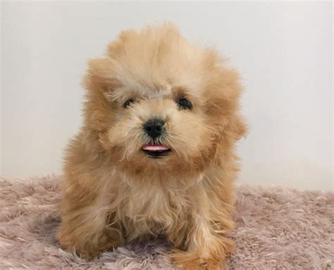 강남 2019 0019 토이푸들 책임분양 시베리안허스키 비숑분양가 포메 그레이하운드분양 광주애견샵 폼스키 유기견무료입양 위례강아지분양 강아지입양 고양이입양 도그마루