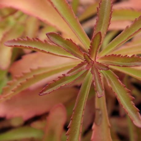 Sedum Middendorffianum Var Middendorffianum Vivaces Les Racines Du
