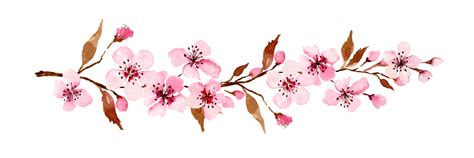 Watercolor Sakura Flowers Spring Cherry Blossom 18747239 Png