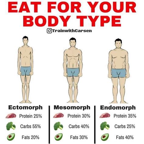 Is David Laid Ectomorph Or Mesomorph